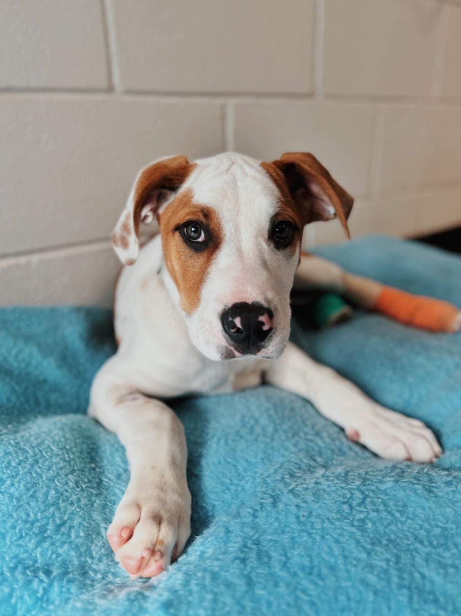 Boof - Large Male Staghound Mix Dog in VIC - PetRescue