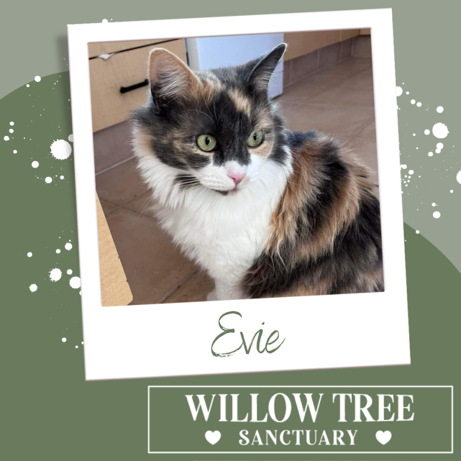 Evie - Female Domestic Short Hair Mix Cat in NSW - PetRescue