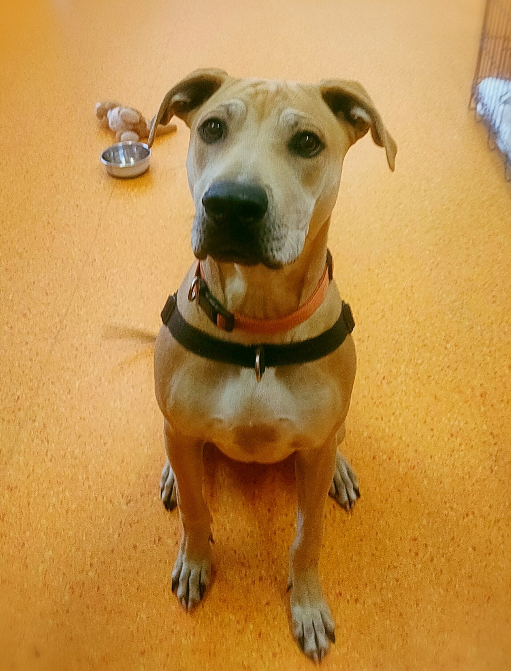 Flash - Medium Male Shar Pei x English Pointer Mix Dog in QLD - PetRescue