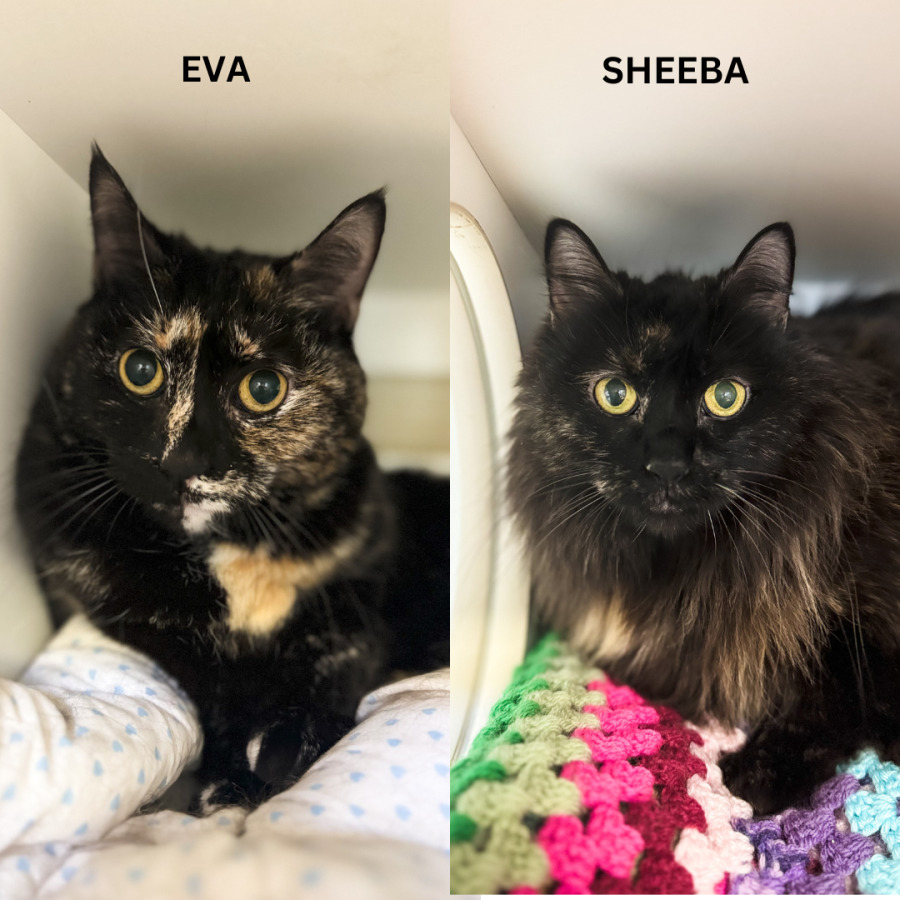 Sheeba & Eva - Female Domestic Medium Hair x Domestic Short Hair Cat in ...