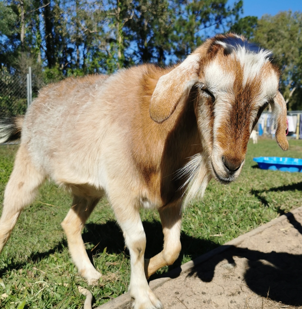 Bestie - Male Alpine Mix Goat in QLD - PetRescue