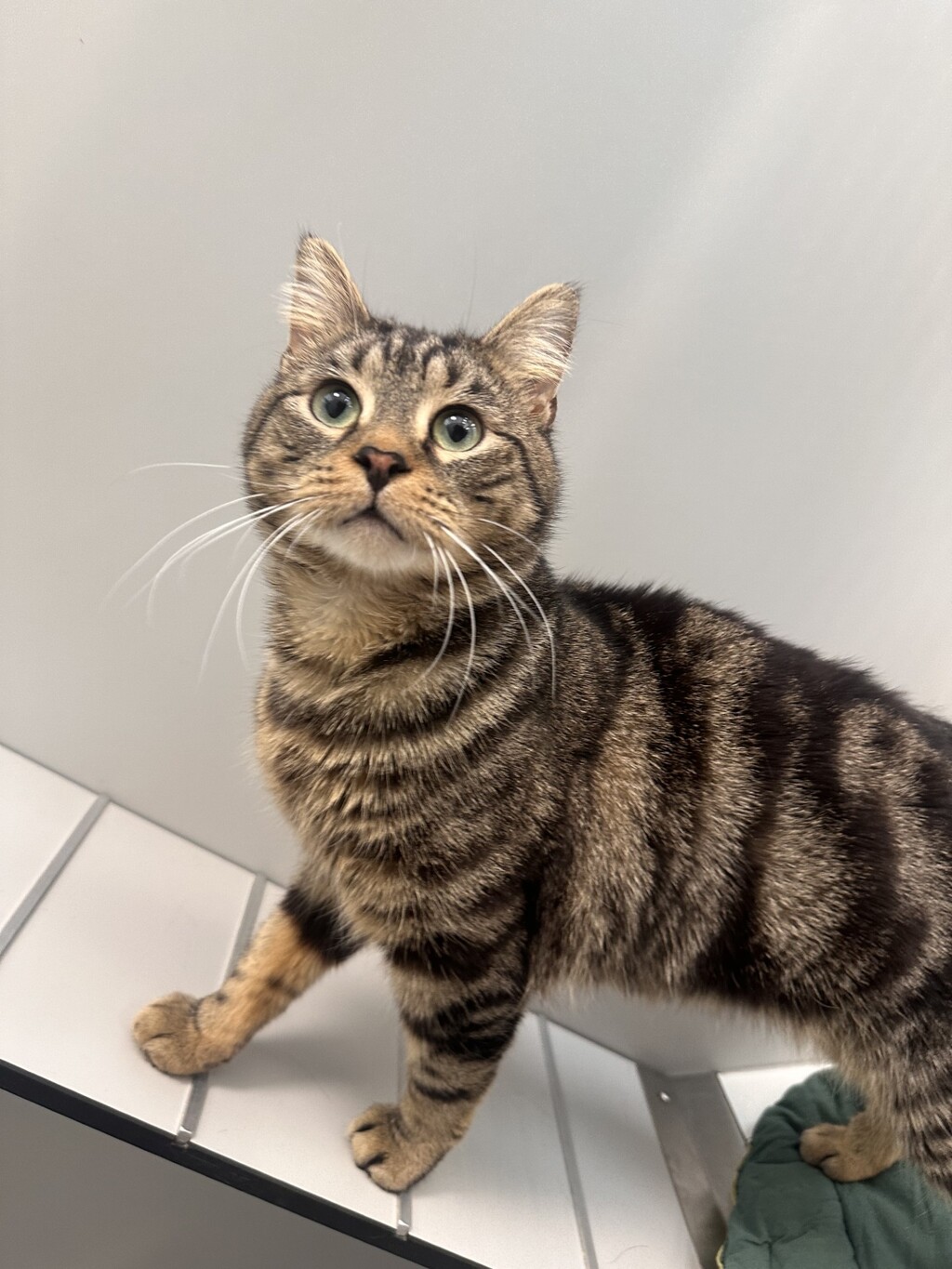 Cheerios - Male Domestic Short Hair Cat in VIC - PetRescue