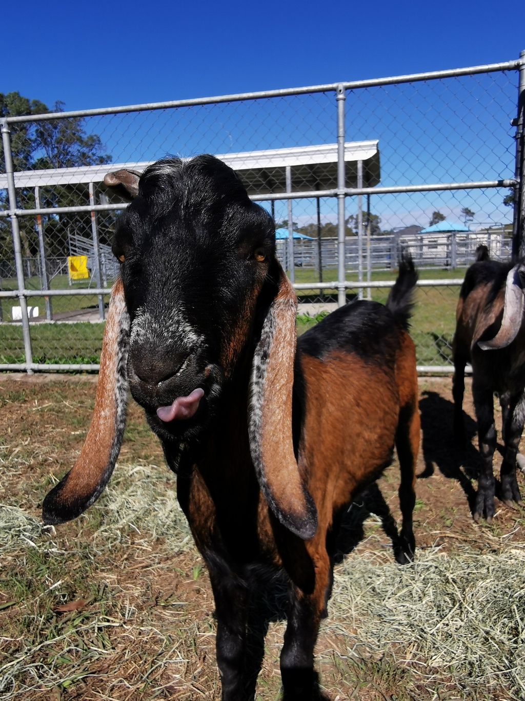 Choccy - Male Anglo Nubian Mix Goat in QLD - PetRescue