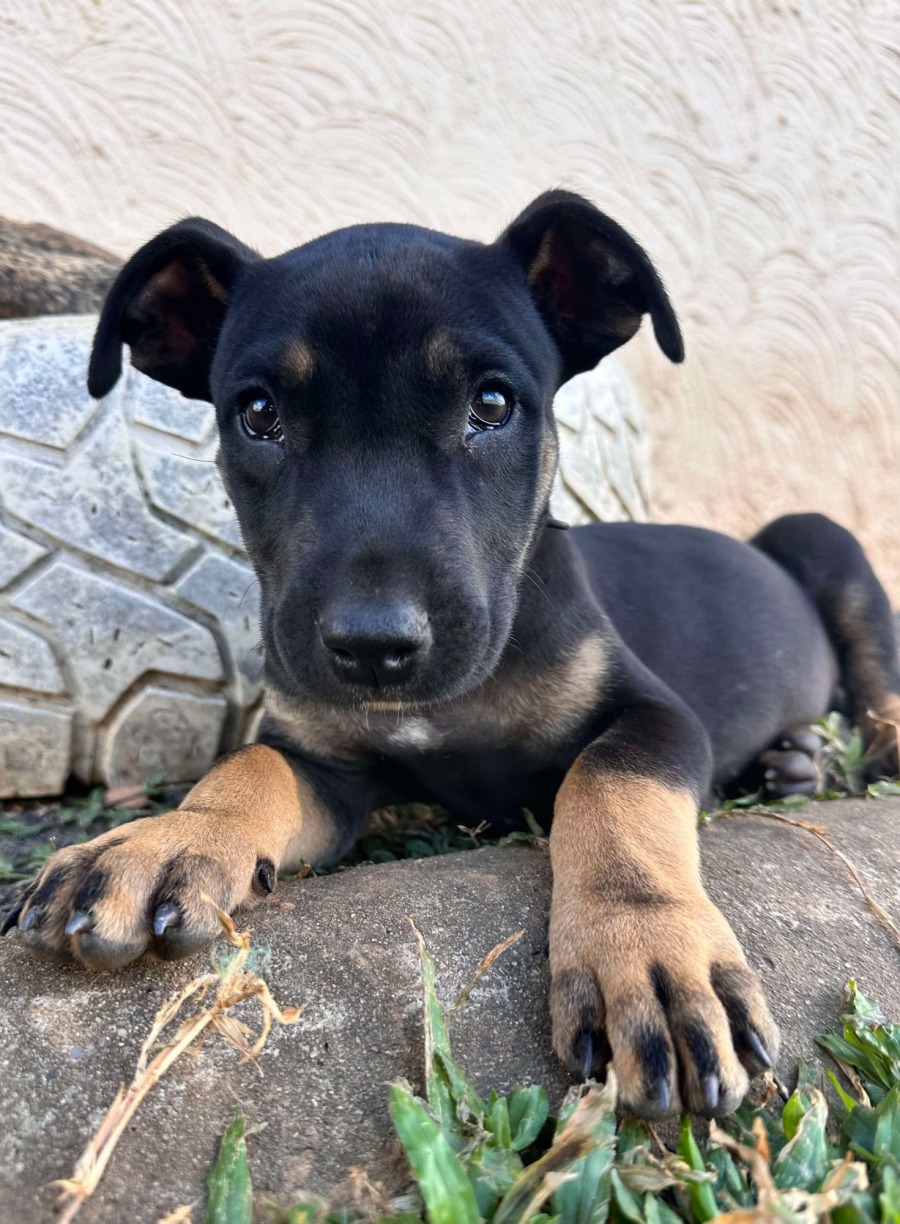 Jonty - Medium Male Kelpie Mix Dog in QLD - PetRescue