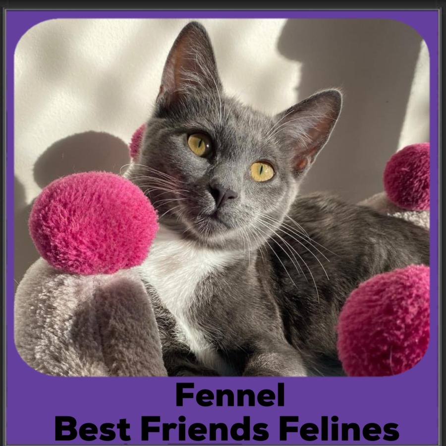 Fennel - Female Domestic Medium Hair Cat in QLD - PetRescue