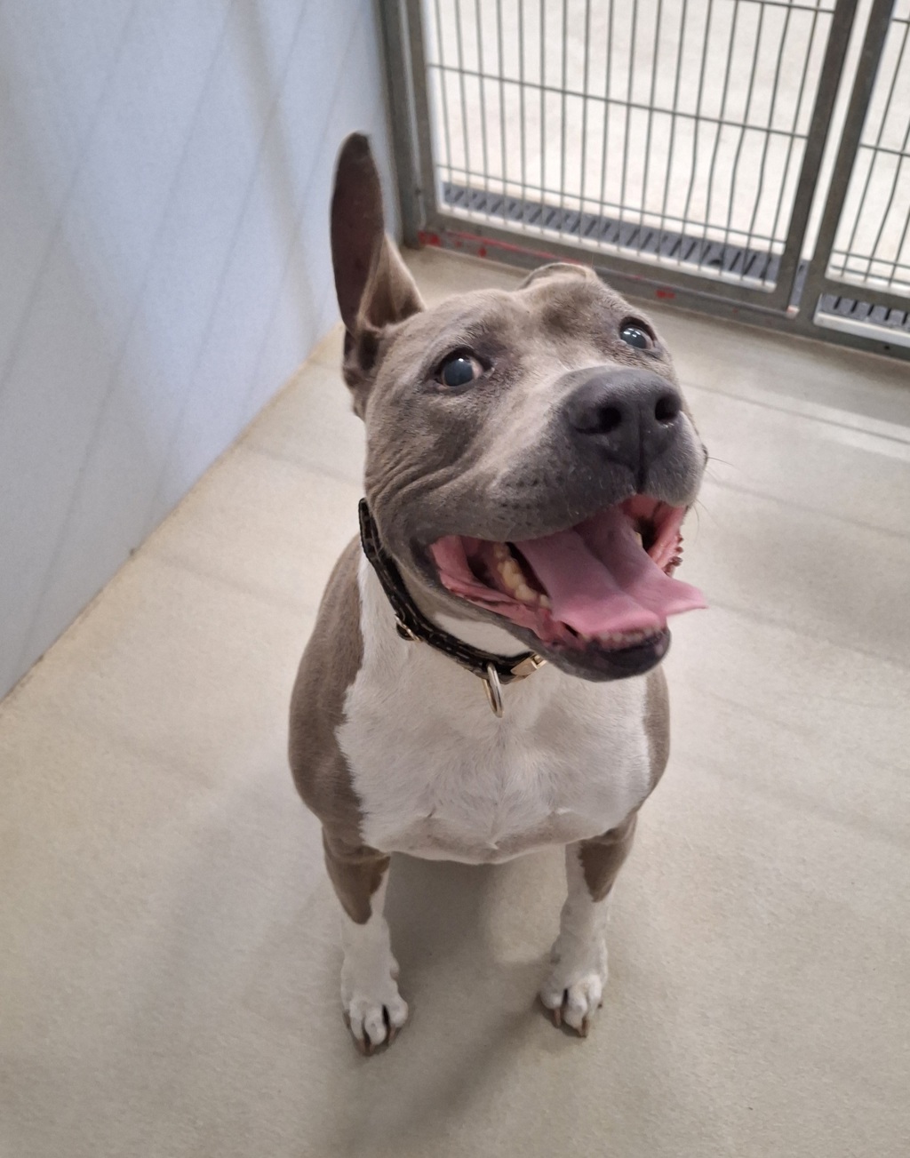 wat djerring Animal Facility - Pet Rescue - PetRescue