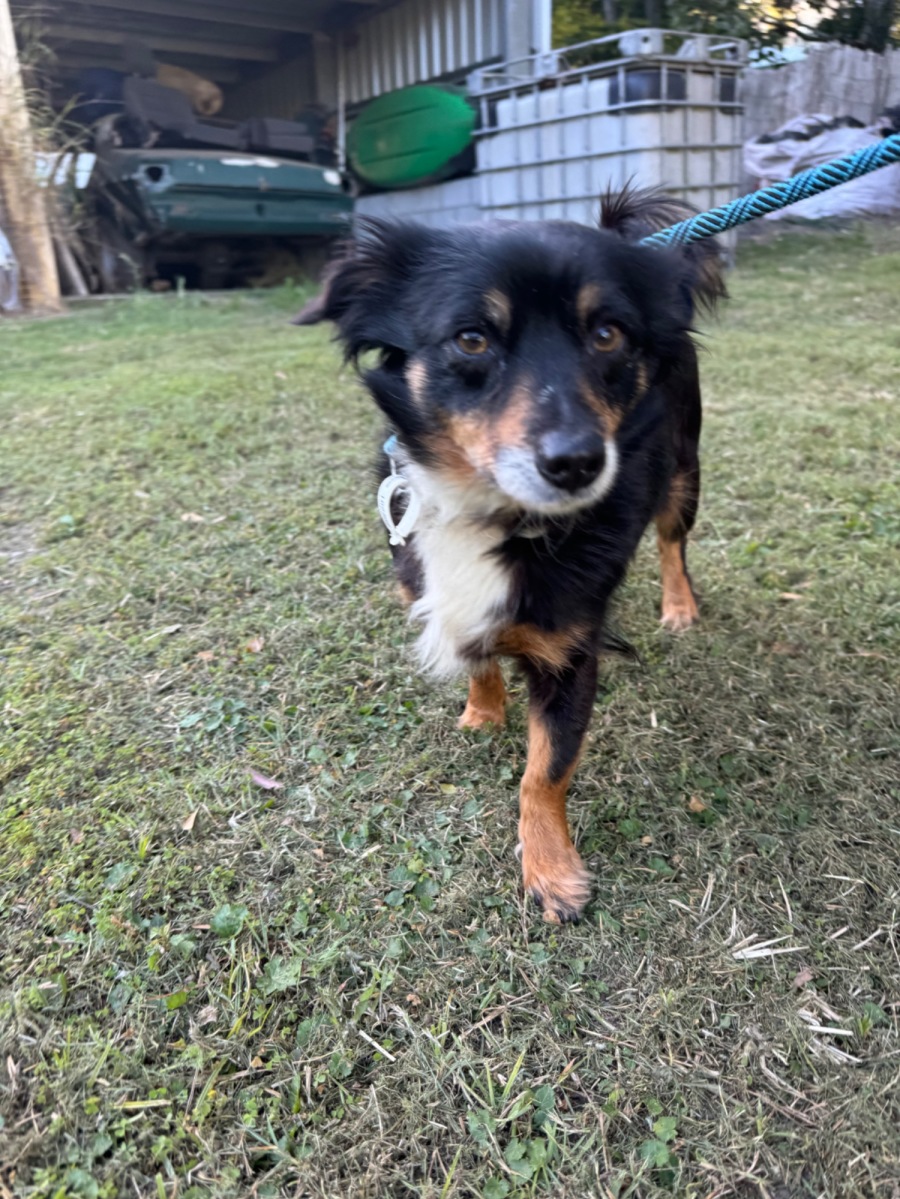 Macey - Small Female Terrier Mix Dog in QLD - PetRescue