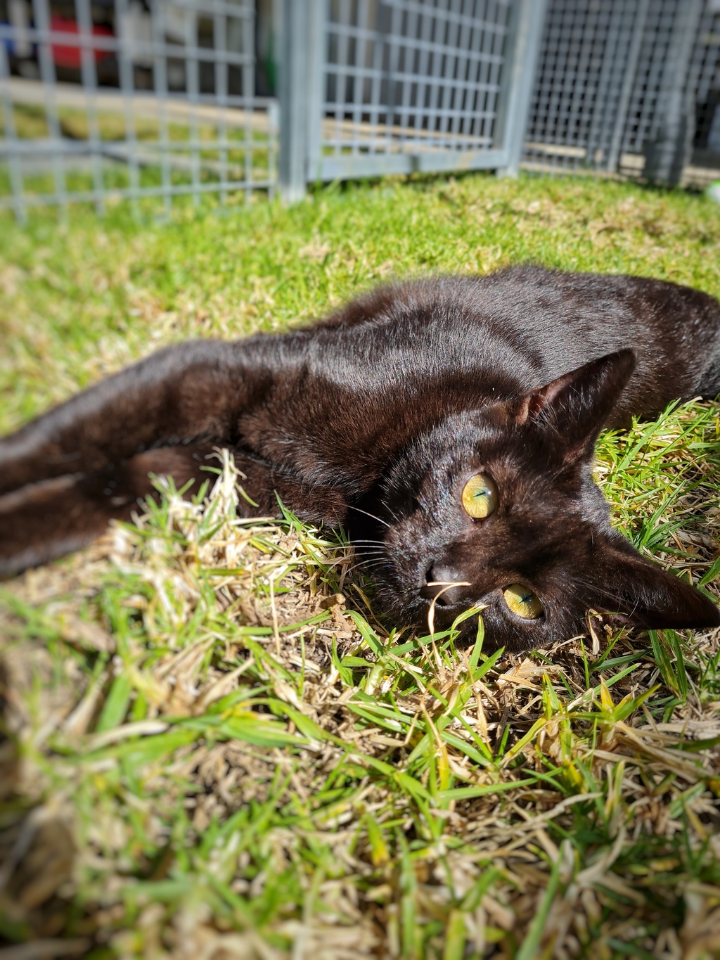 Bunny - Female Manx Mix Cat in QLD - PetRescue