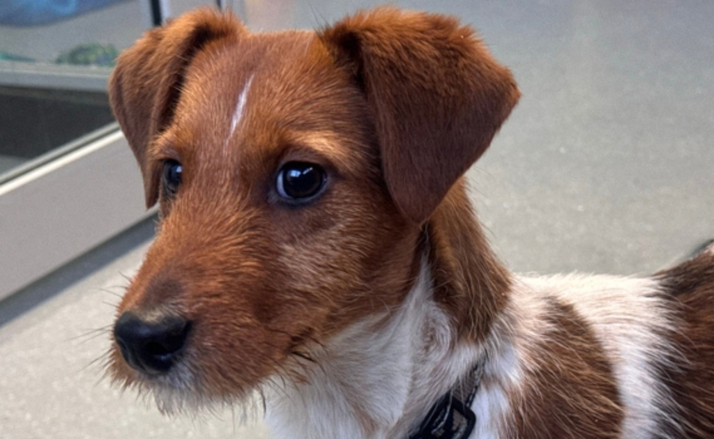 Clarence Von Wigglebottom - Small Male Jack Russell Terrier Mix Dog in ...