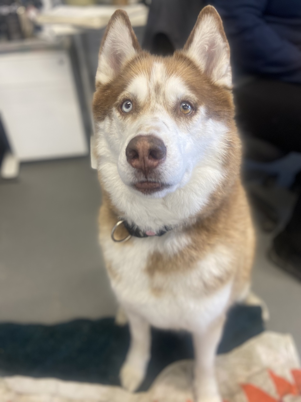 Ginger - Large Male Siberian Husky Dog in VIC - PetRescue