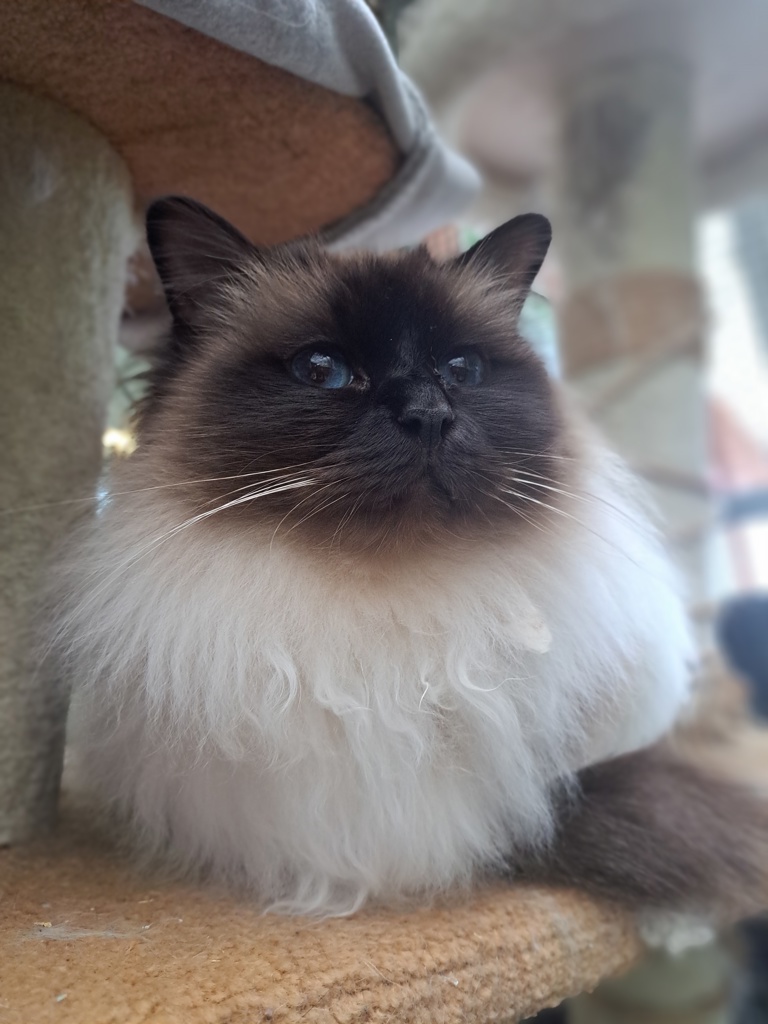 Kenny Rogers - Male Birman Cat in ACT - PetRescue