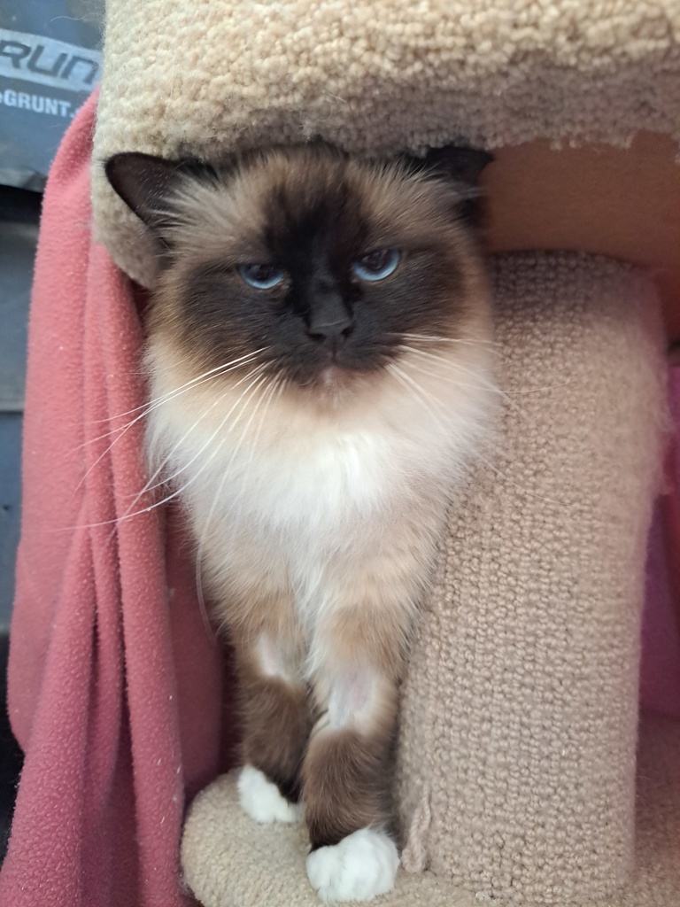 Lilibet - Female Birman Cat in ACT - PetRescue