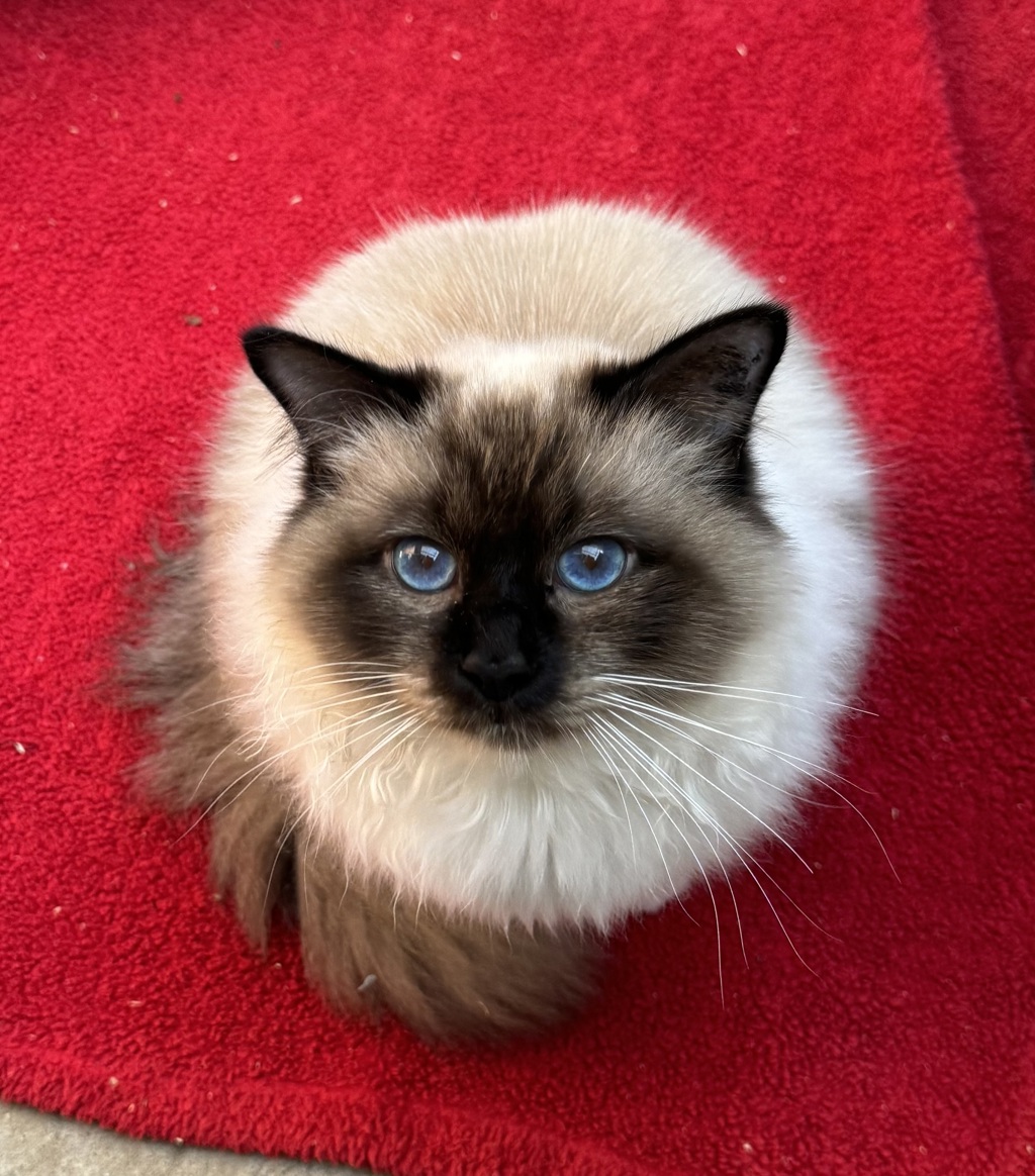 William Wallace - Male Birman Cat in ACT - PetRescue