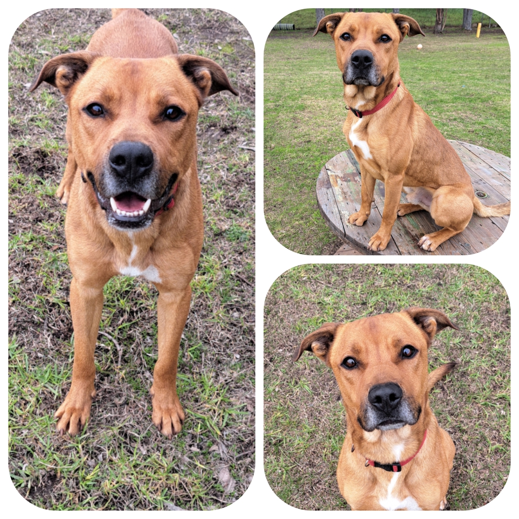 Bear - Medium Male Rhodesian Ridgeback x American Staffy Mix Dog in VIC ...
