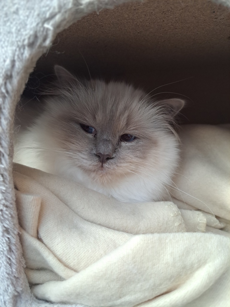 Mary Queen Of Scots - Female Birman Cat in ACT - PetRescue