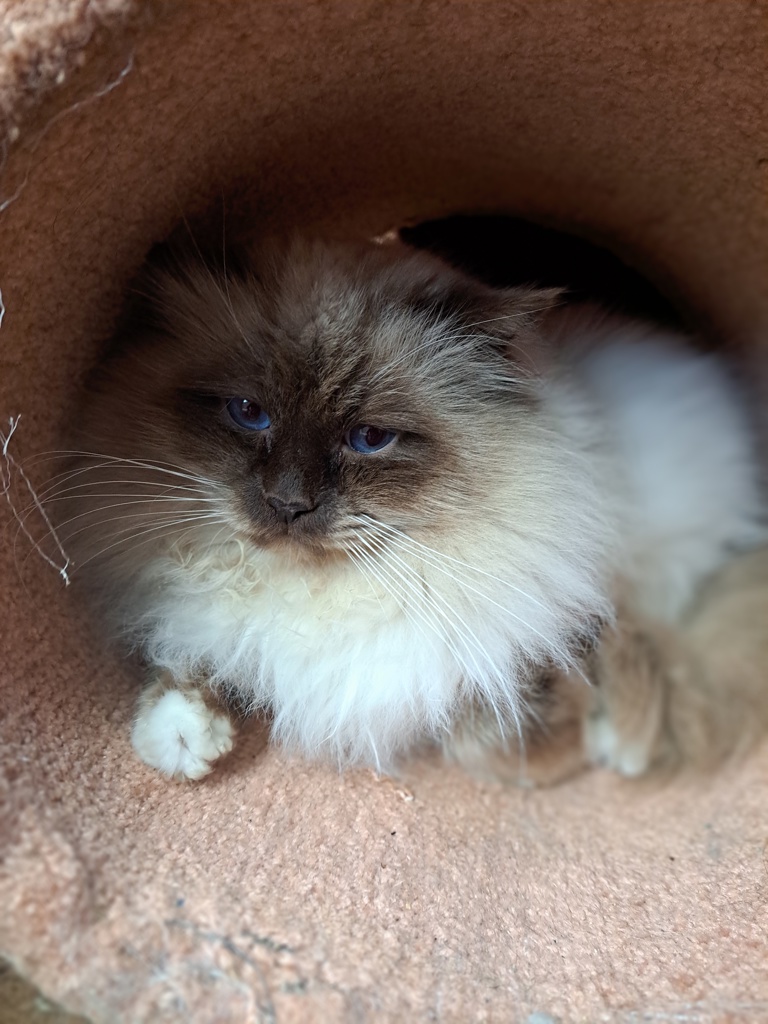 Hollywood - Male Birman Cat in ACT - PetRescue