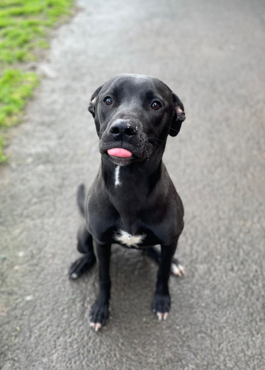 Cliff - Medium Male Staffy Mix Dog in VIC - PetRescue