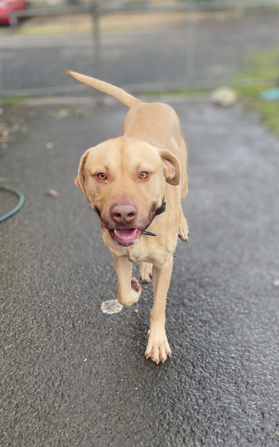 Luca - Large Male Labrador Mix Dog in VIC - PetRescue
