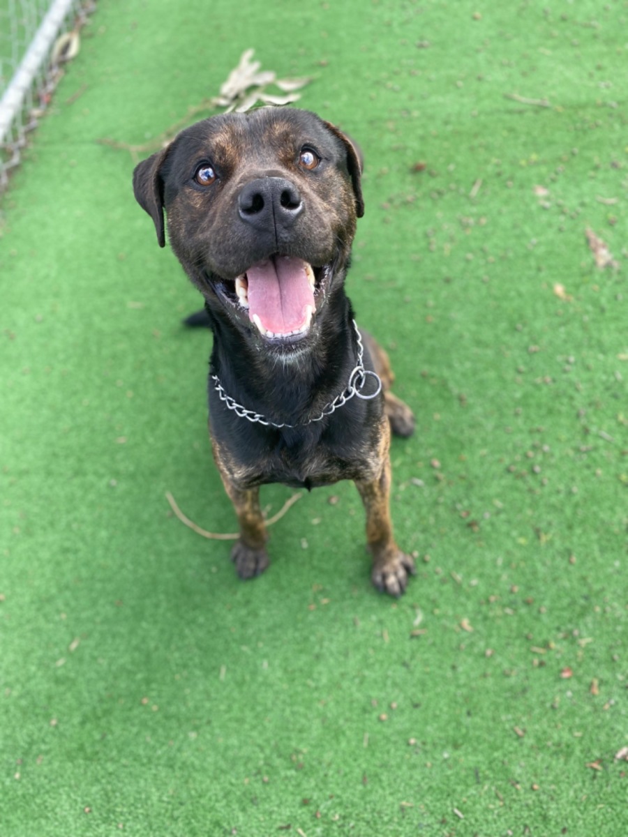 Zeek - Medium Male Staffy Mix Dog in VIC - PetRescue