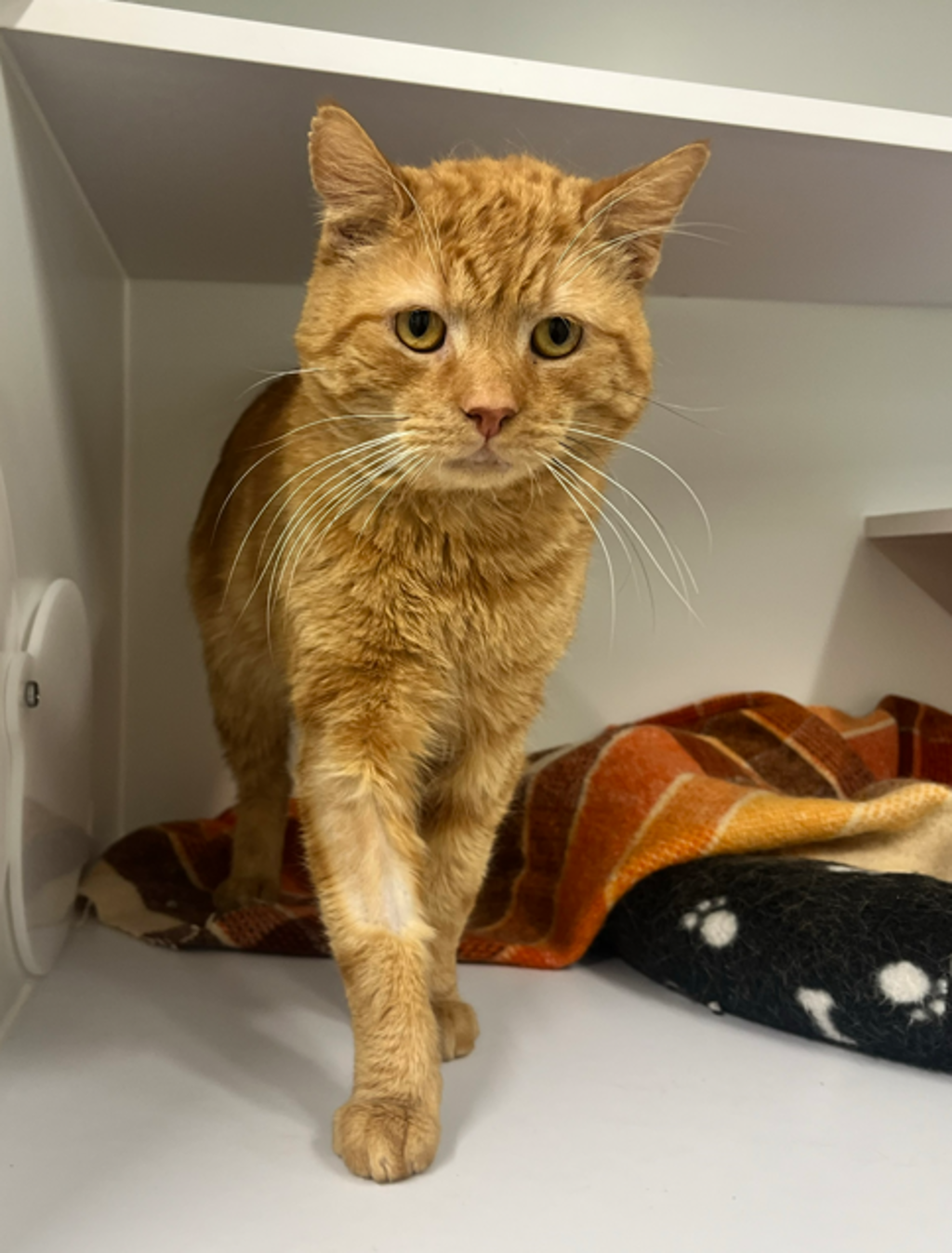 Cole - Male Domestic Short Hair Mix Cat in VIC - PetRescue