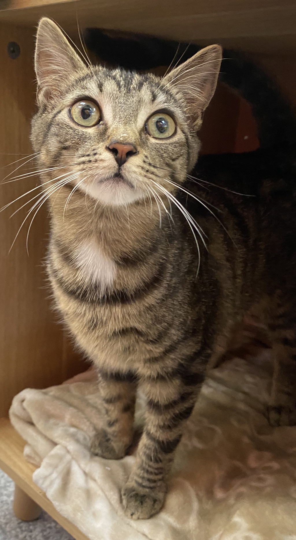 Finnigan - Male Domestic Short Hair Mix Cat in VIC - PetRescue