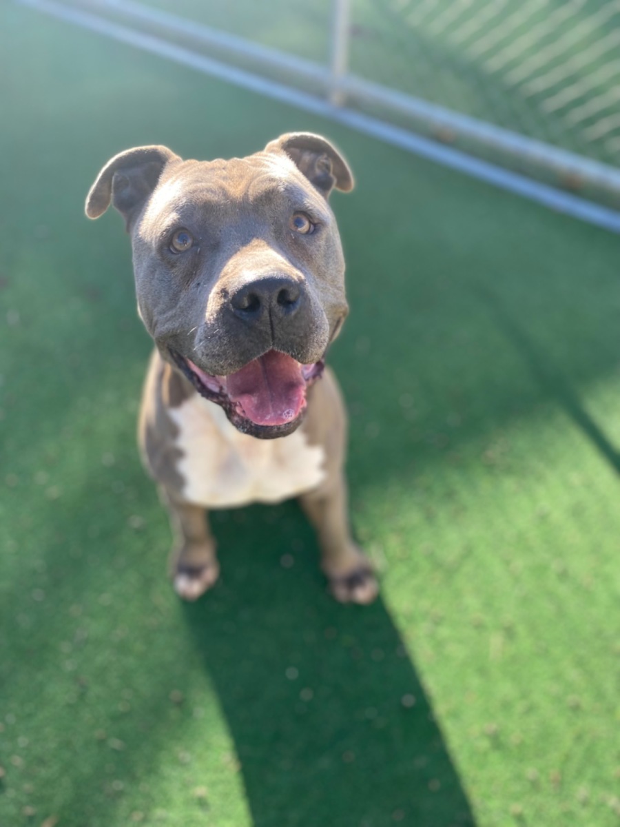 Vance - Large Male Staffy Dog in VIC - PetRescue