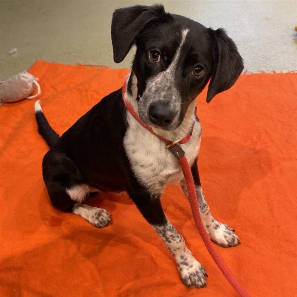 Gooda - Medium Male Border Collie x Pointer Mix Mix Dog in VIC - PetRescue