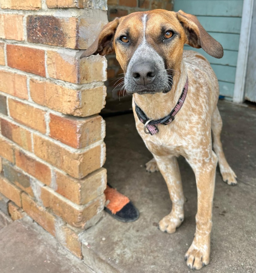 Evanescence - Medium Female German Shorthaired Pointer x Australian ...