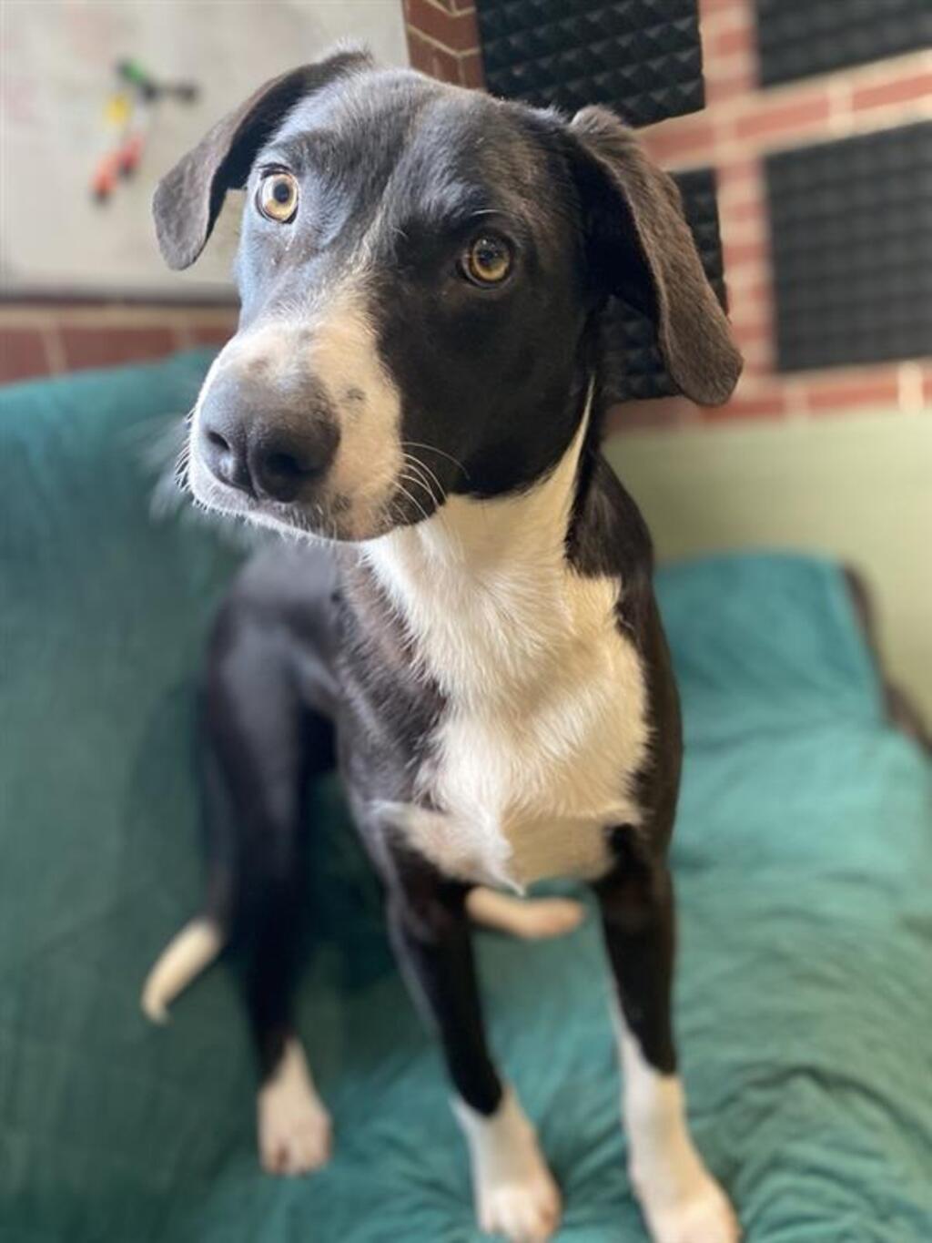 Halloumi - Medium Male Border Collie x Pointer Mix Mix Dog in VIC ...