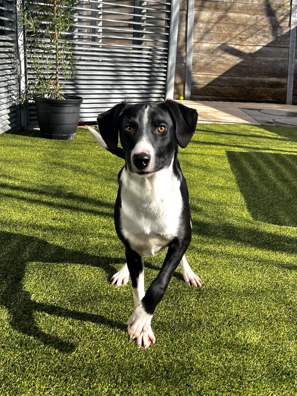 Cheddar - Medium Male Border Collie x Pointer Mix Mix Dog in VIC ...