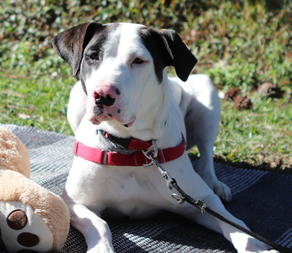 Winter - Large Female Great Dane Mix Dog in QLD - PetRescue