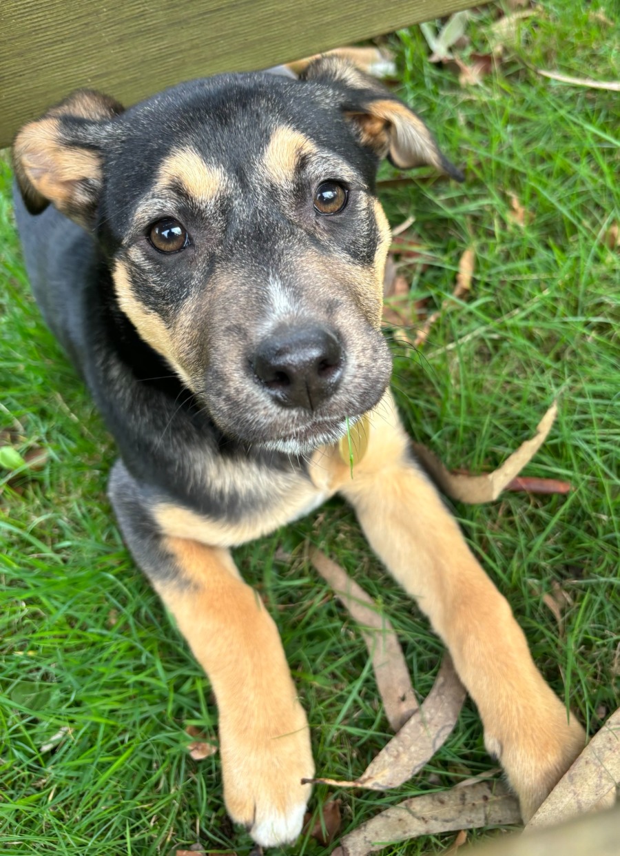 Putu - Medium Female Kelpie Mix Dog in VIC - PetRescue