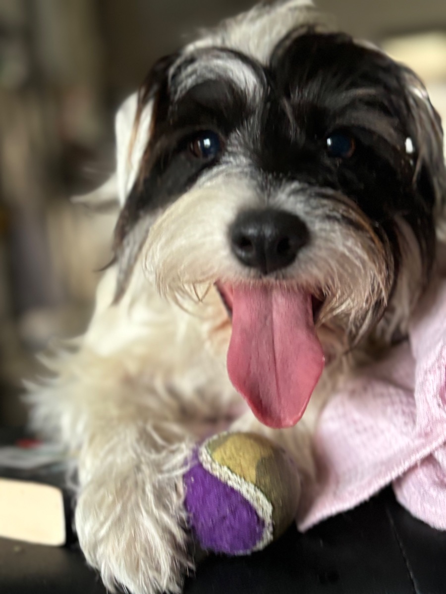 Daisy - Small Female Parsons Jack Russell Terrier Dog in VIC - PetRescue