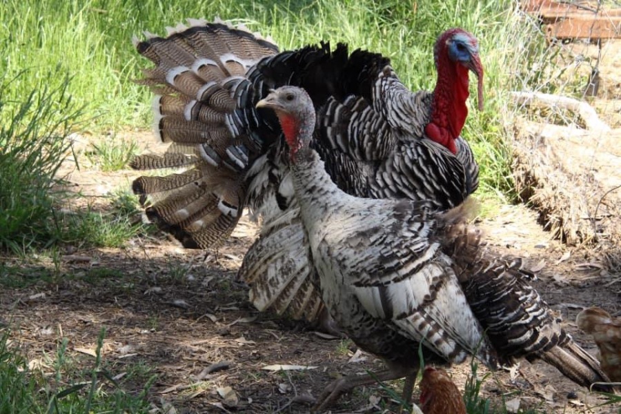 Turkey Toms - Male Turkey in VIC - PetRescue