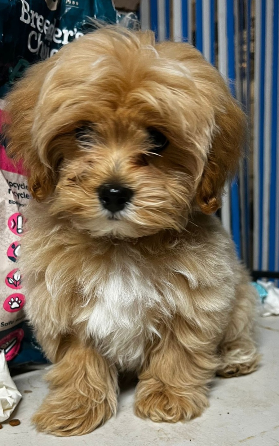 Forrest - Small Male Lhasa Apso Mix Dog in NSW - PetRescue