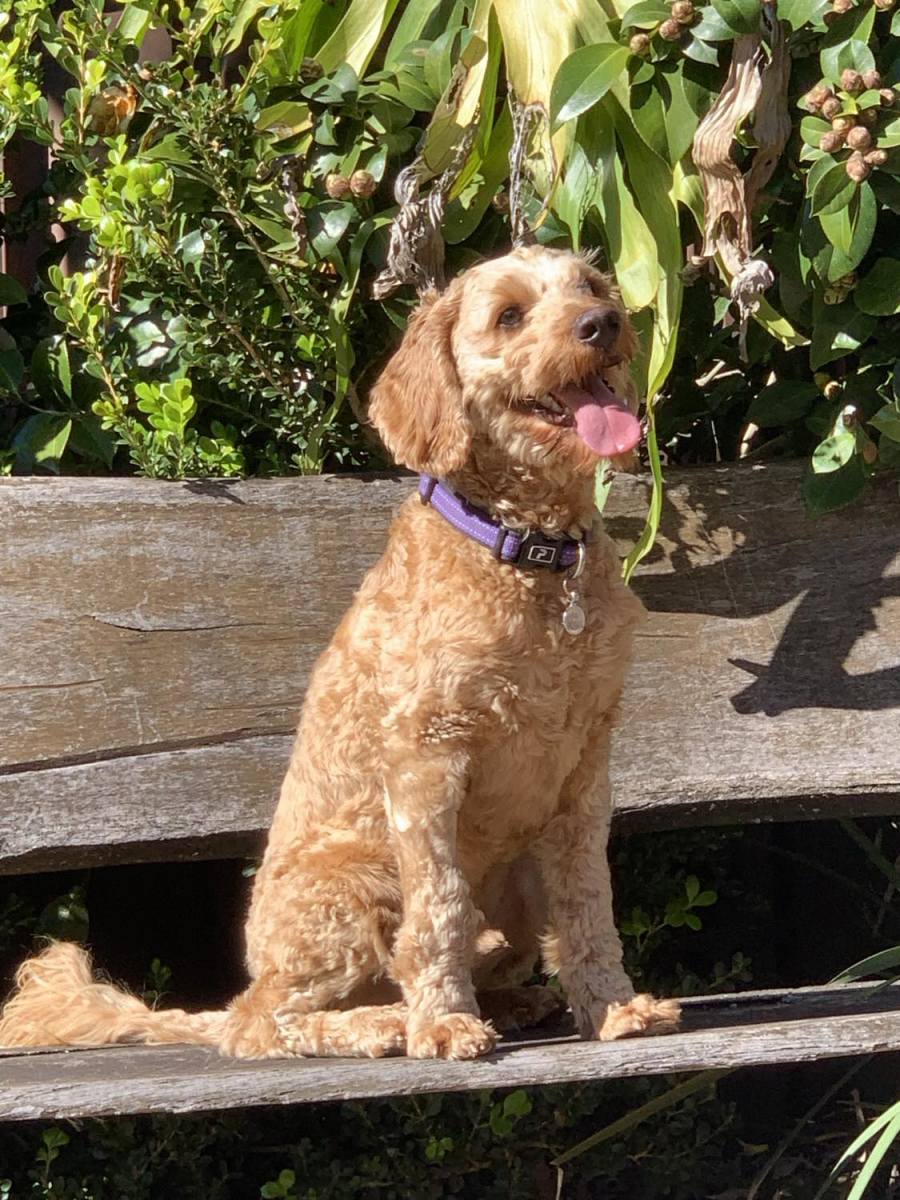 Jango - Small Male Mixed Breed Mix Dog in NSW - PetRescue