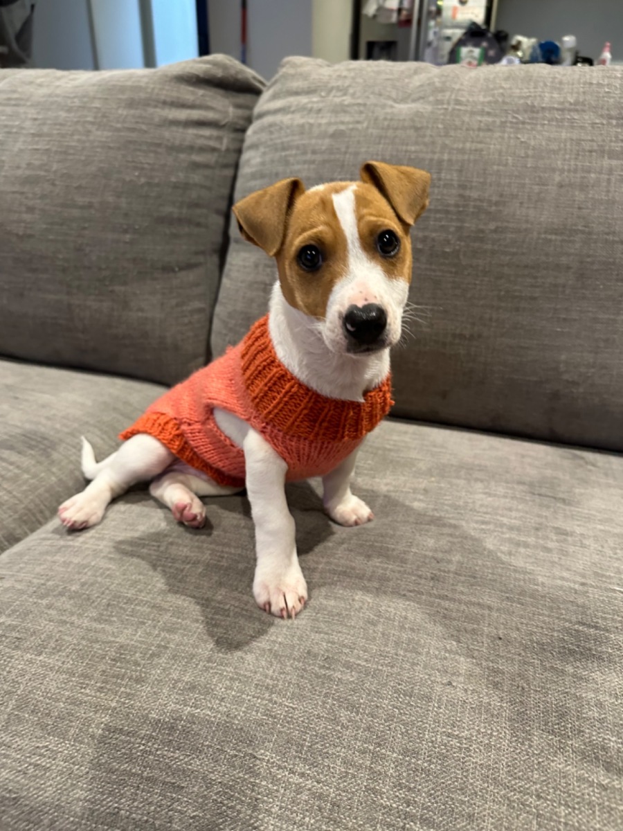 Gary - Small Male Jack Russell Terrier x Miniature Fox Terrier Mix Dog ...