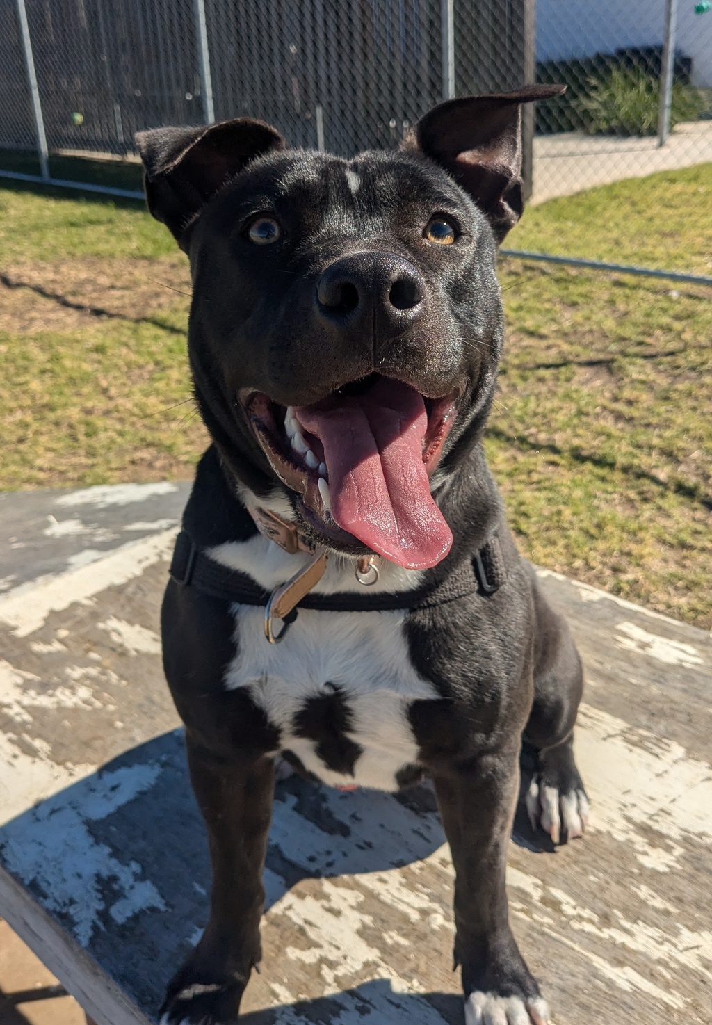 Zula - Medium Female American Staffordshire Bull Terrier Mix Dog in QLD ...