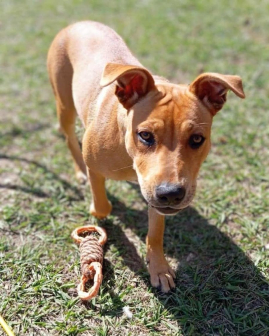 Angel - Medium Female Rhodesian Ridgeback Dog in QLD - PetRescue