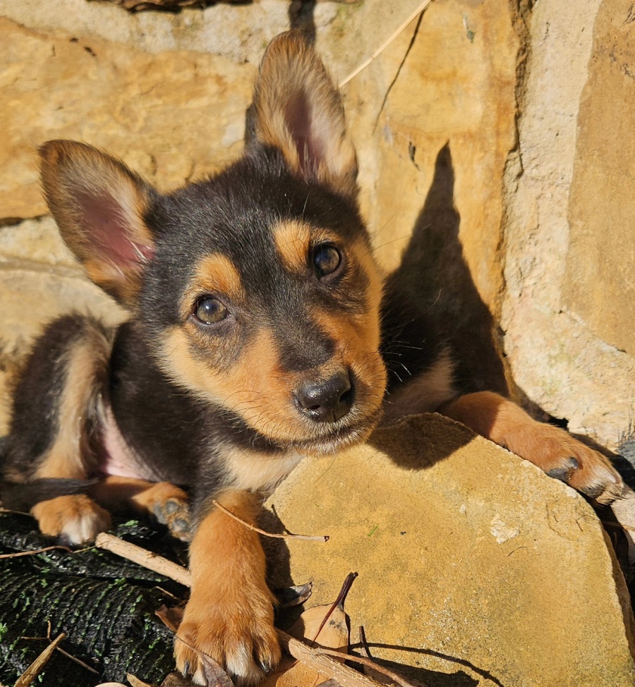 Chive - Medium Male Kelpie Mix Dog in ACT - PetRescue
