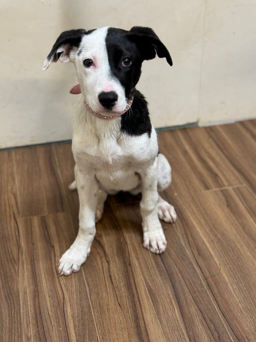 Lacey - Medium Female Border Collie Mix Dog in QLD - PetRescue