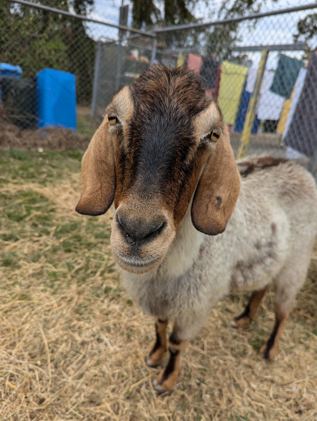 Cocoa - Male Alpine Mix Goat in QLD - PetRescue