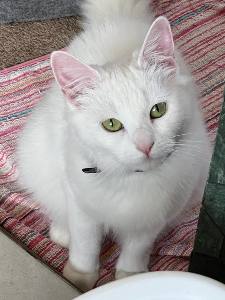 Stella - Female Domestic Medium Hair Cat in NSW - PetRescue