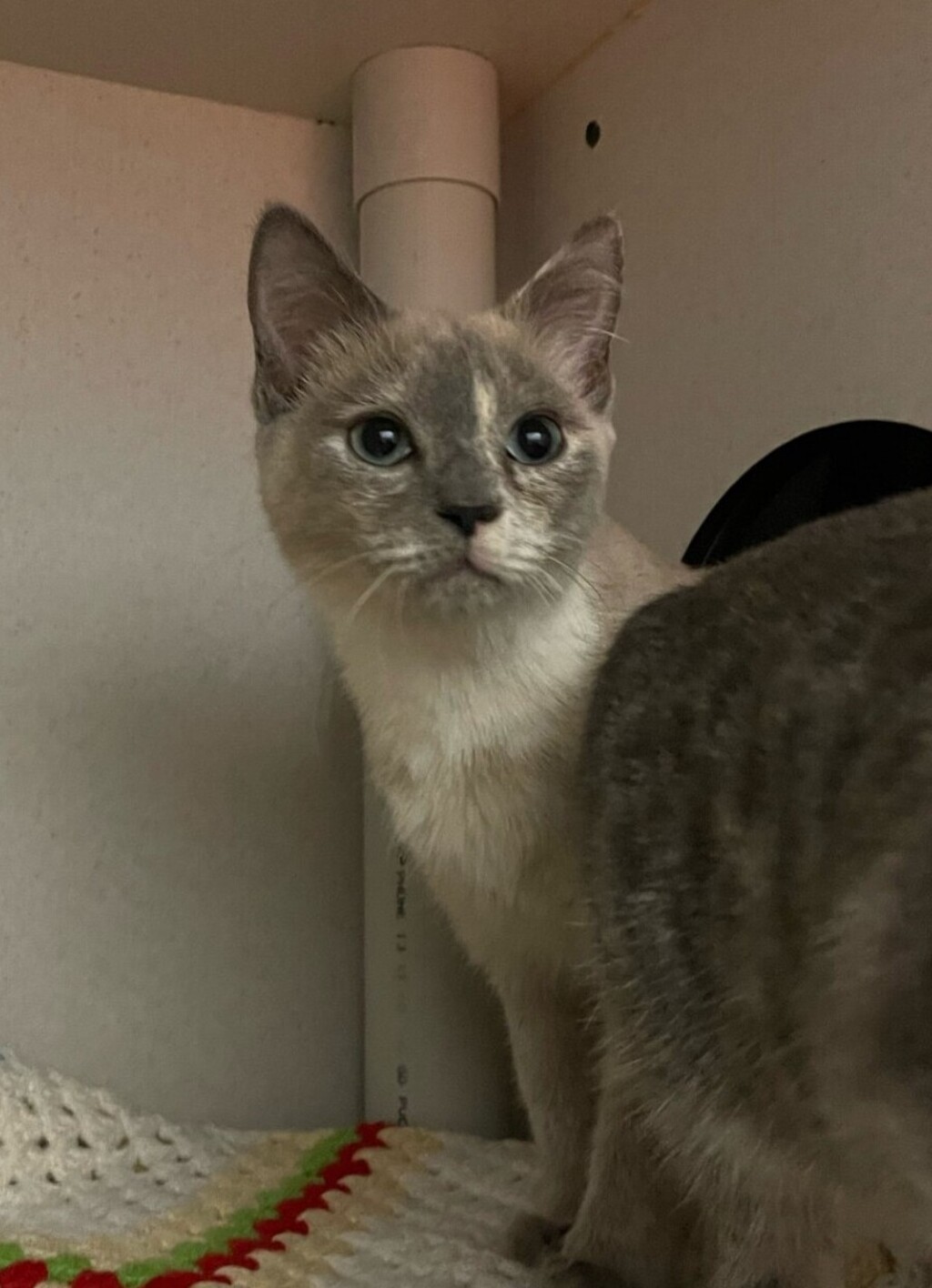 Nala - Female Snowshoe Mix Cat in QLD - PetRescue