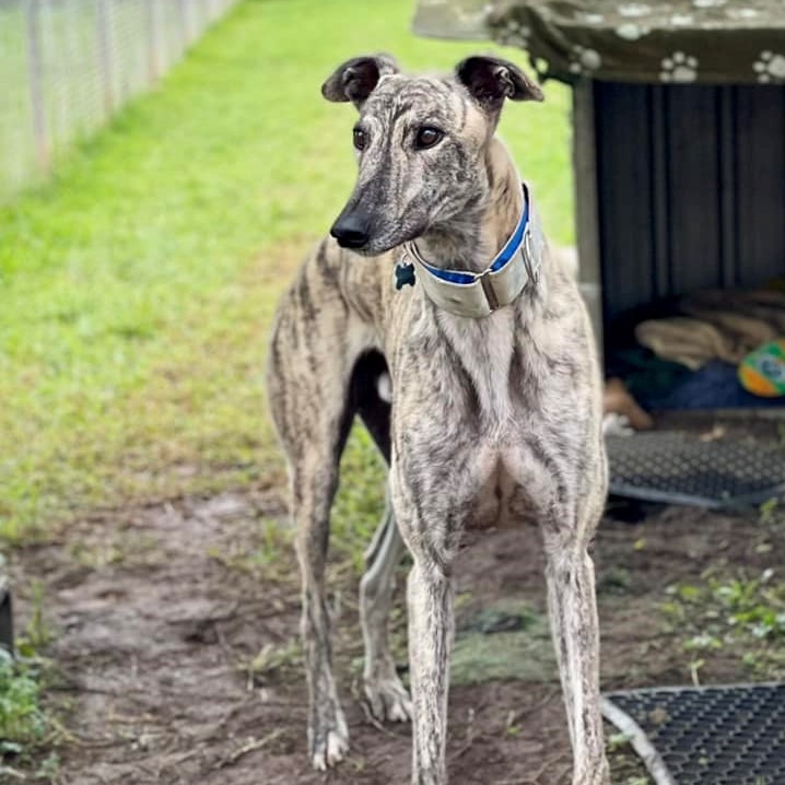 Whisper - Large Male Greyhound Dog in NSW - PetRescue