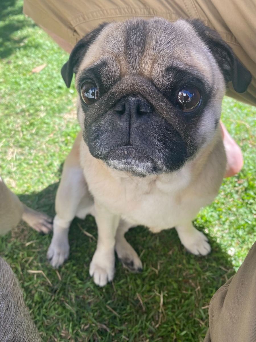 Nemo🐟 - Small Male Pug Dog in QLD - PetRescue