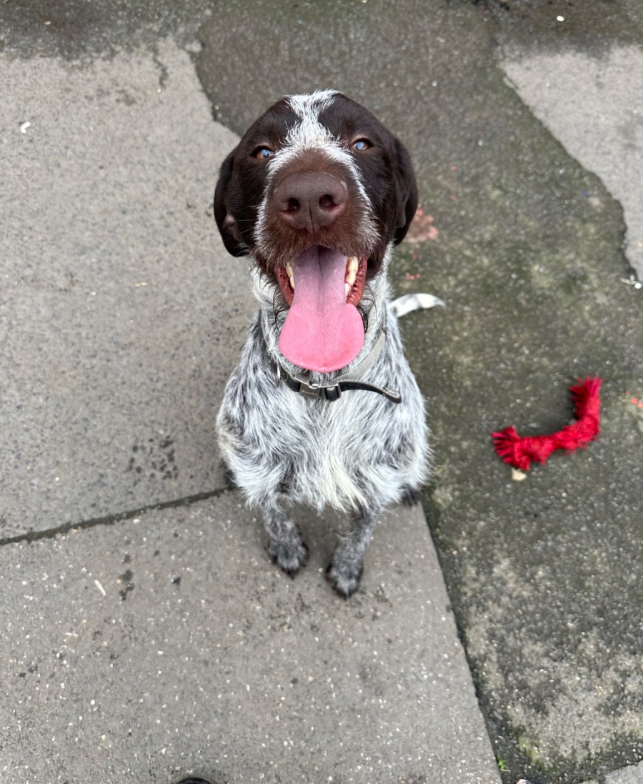 Diddles - Large Male German Wirehaired Pointer Mix Dog in VIC - PetRescue