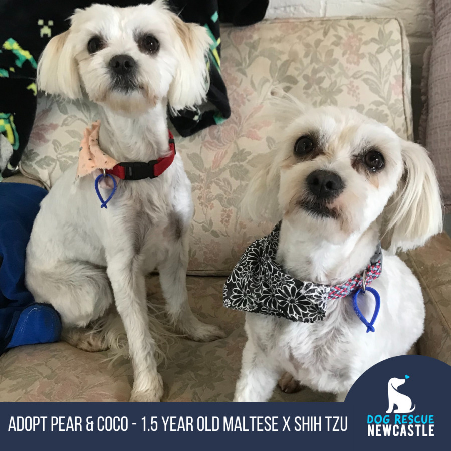 Pear & Coco - 1.5 Year Old Maltese X Shih Tzu - Small Female Maltese x ...