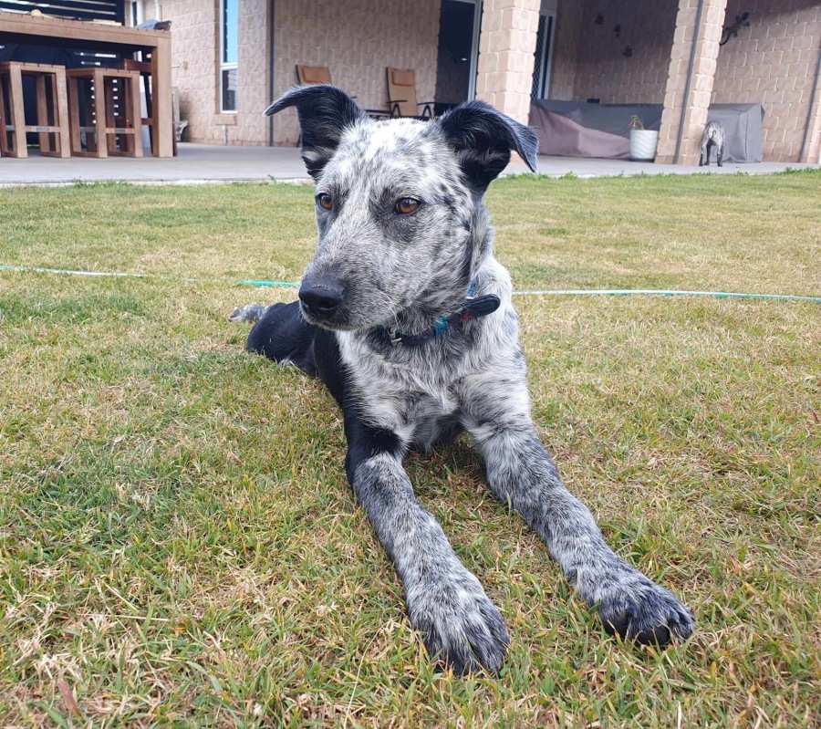 Freckles - Large Female Australian Cattle Dog Dog in QLD - PetRescue