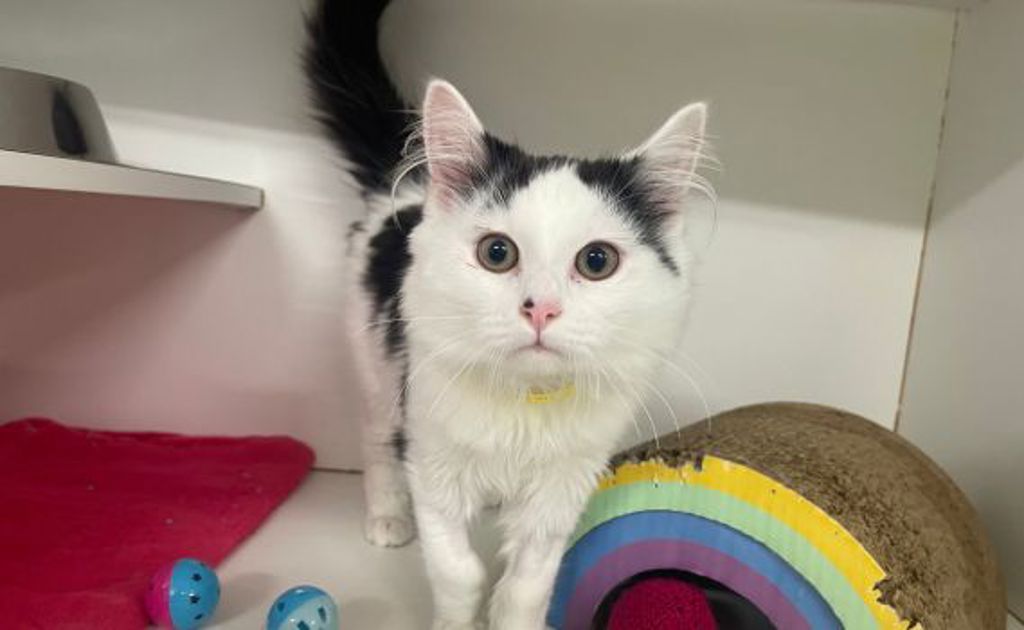 Rooibos - Male Domestic Medium Hair Mix Cat in VIC - PetRescue